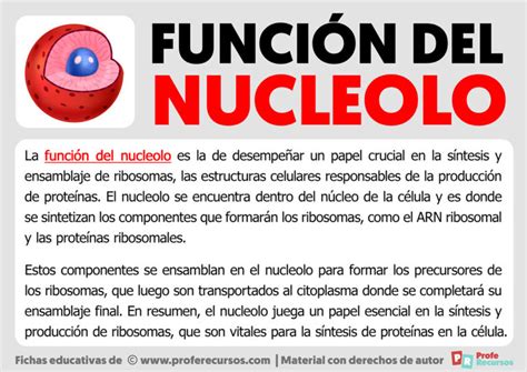 Función Del Nucleolo