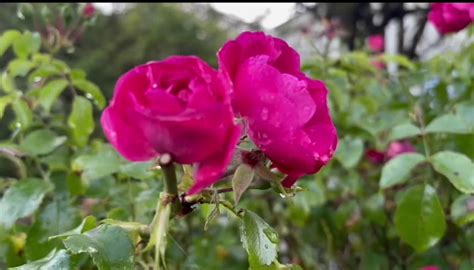 Fiachra Ó Céilleachair On Linkedin Following From The Recent Local Elections And The Subsequent