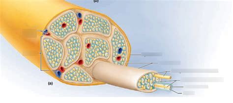 Spinal Nerve Cross Section Diagram Quizlet