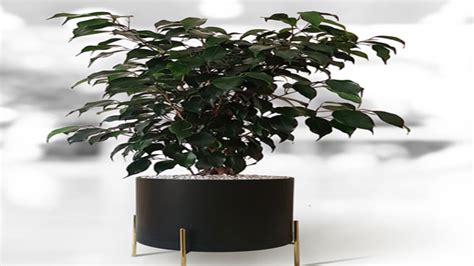 مرکز فروش انواع کود بنجامین با بهترین قیمت خرید عمده