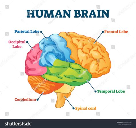 Picture Of Human Brain Labeled