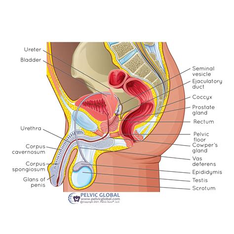 Men Pubic Area Anatomy