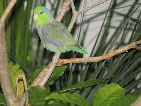 Pacific Parrotlet I Got The Colours In This One Josh More Flickr
