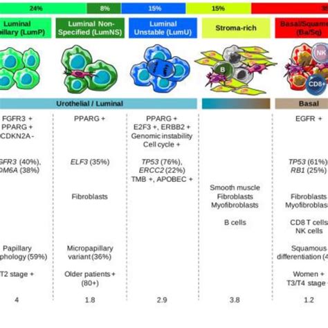 Bladder Cancer Molecular Classification Download Scientific Diagram