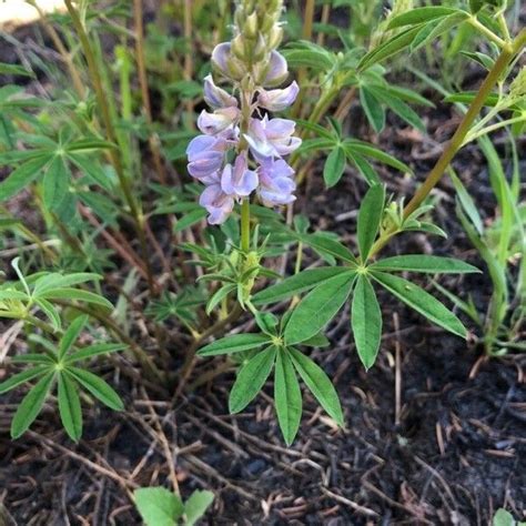 Hairy Bigleaf Lupine Lupinus Prunophilus Plant Care And How To Grow Water