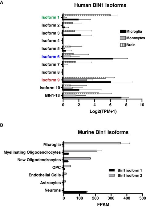 Identification And Quantification Of Bin1 Isoform Expression In Human