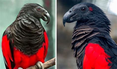 White Wolf The Dracula Parrot Is A Real Goth Among Birds And Its