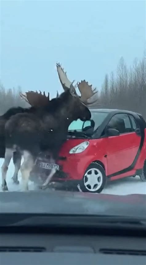 Moose Charges Small Vehicle On Snow Covered Road Shoves Car Across