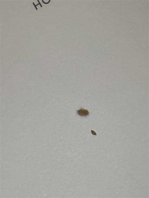 Bed Bug Exoskeleton Or Possible Egg Rbedbugs