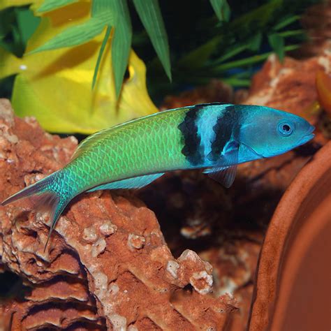 Bluehead Wrasse Fast Delivery Abyss Aquatics Uk