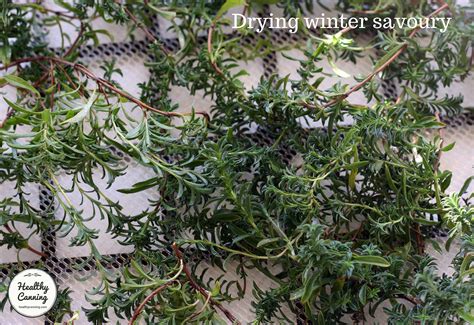 Drying Winter Savoury Healthy Canning In Partnership With Facebook