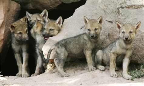 Are Wolves Nocturnal Or Diurnal Their Sleep Behavior Explained A Z