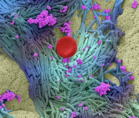 Microbiome 9 Poster By Science Photo Library Science Photo Gallery