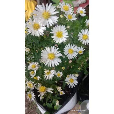 Aster Putih Sesuai Tanah Rendah Shopee Malaysia