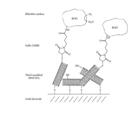Bilirubin Oxidase Covalently Bound To Mwcnt Modified Gold Electrode