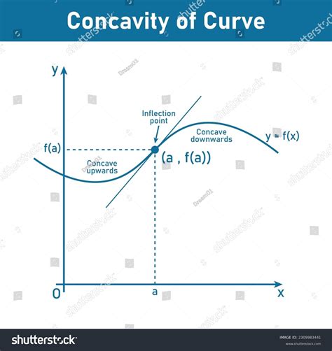 Concavity Curve Inflection Point Concave Down Stock Vector Royalty