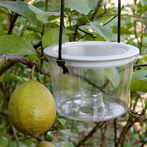 Water Bug Bait Traps At Amelie Coxen Blog
