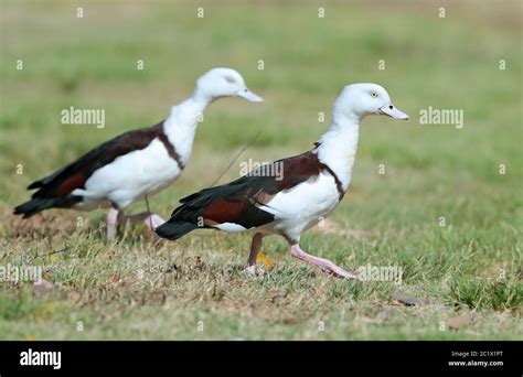 Radjah Shelduck Raja Shelduck Black Backed Shelduck Burdekin Duck