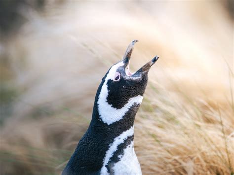 How A Leopard Seal Fed Me Penguins National Geographic