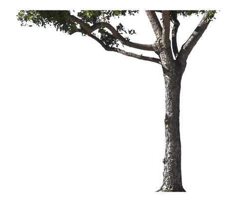 Tree Trunk Free Download PNG HQ Transparent HQ PNG Download FreePNGimg