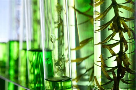 Ib Biology Sl Syllabus Everything You Need To Know