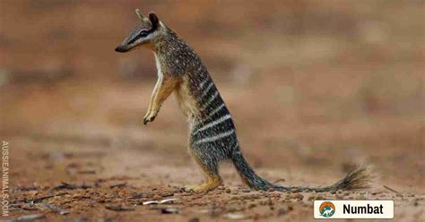Numbat Myrmecobius Fasciatus Australian Mammalia Aussie Animals