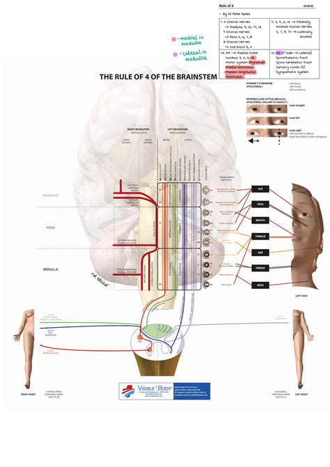 Brainstem Anatomy A Comprehensive Guide