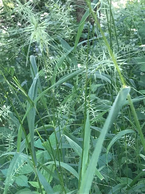 Bottlebrush Grass Elymus Hystrix Black Squirrel Farms