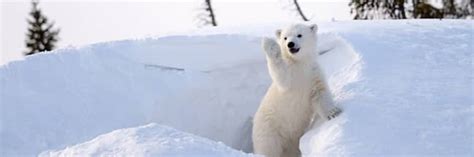 Bing Daily Trivia Quiz Polar Bear