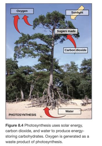 Bio101 Chapter 8 Photosynthesis Flashcards Quizlet