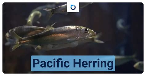 Pacific Herring Oceana Canada