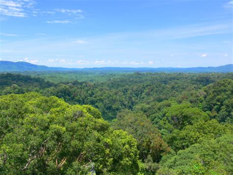 Visiting Temburong