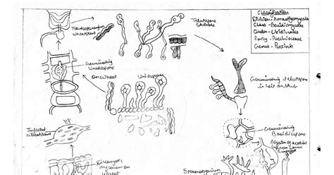 Black Rust Of Wheat Black Rust Of Wheat