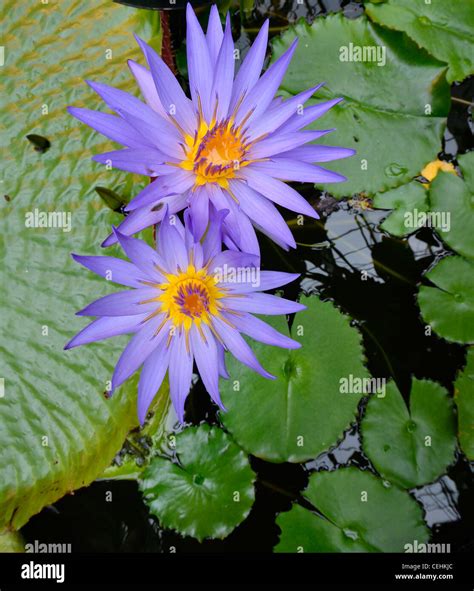 Ninfee Stella Blu Immagini E Fotografie Stock Ad Alta Risoluzione Alamy