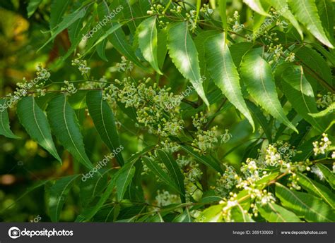 What Is Neem Tree In Gujarati At Brenda Owens Blog