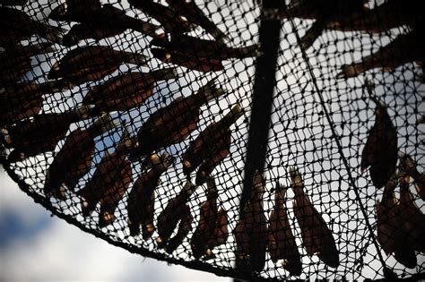 教練模式多元化