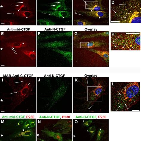 Pdf Tgf Beta Stimulated Ctgf Production Enhanced By Collagen And Associated With Biogenesis Of