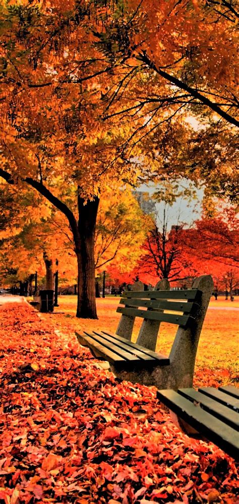 Autumn Phone Wallpapers Top Free Autumn Phone Backgrounds