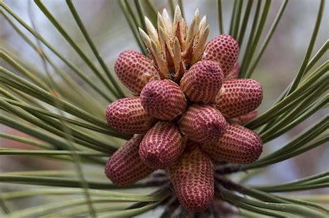 무료 이미지 분기 생기게 하다 상록수 식물학 전나무 플로라 구과 식물 가문비 낙엽송 생태계 매크로 사진 꽃 피는 식물 소나무 가족 우디 식물