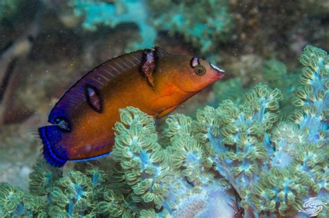 African Wrasse Facts And Photographs Seaunseen
