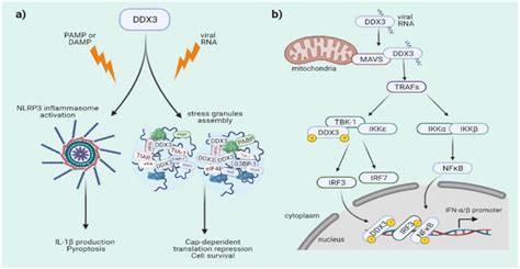 Ddx3 Participates In Immune Signaling Pathways A Ddx3 Participates