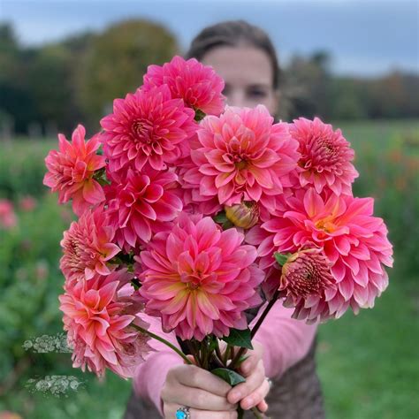 Kenora Lisa Dahlia Tubers Petals In Bloom Flower Farm