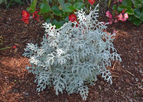 Southern Gardening Silver Plants Can Add Interest To Landscapes The