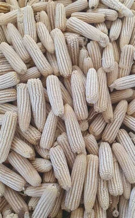 Peacock Seeds Presents The Hybrid Pck Mh30 Maize