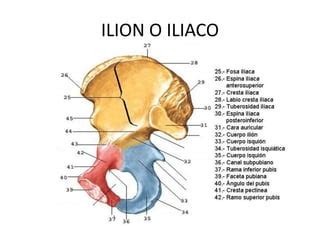 Anatomía De Columna Vertebral Pptx