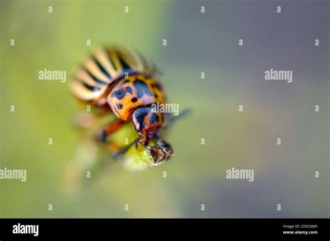 Colorado Potato Beetle Crawling On Potato Leaves Ten Striped Spearman