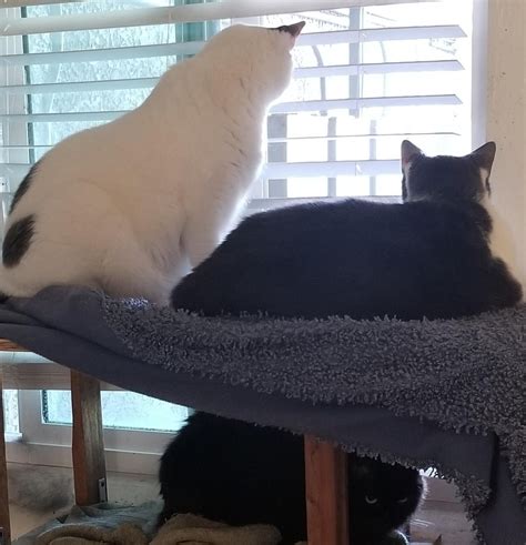 Finally Windows Open Weather In Phoenix For Morning Birbwatching Rage