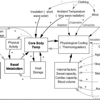 Thermoregulation Model Download Scientific Diagram