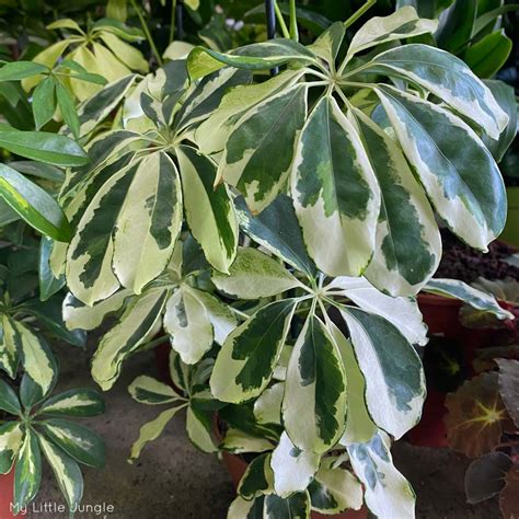 15 Plants With Variegated Leaves My Little Jungle