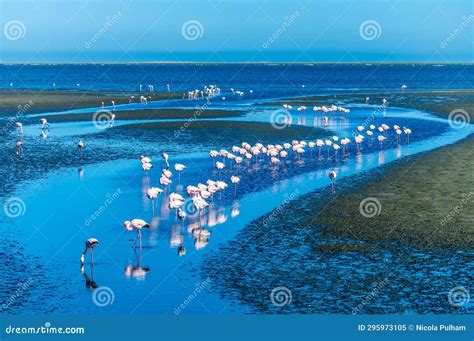 Flock Of Flamingos In Their Natural Ecosystemphoenicopterus Royalty